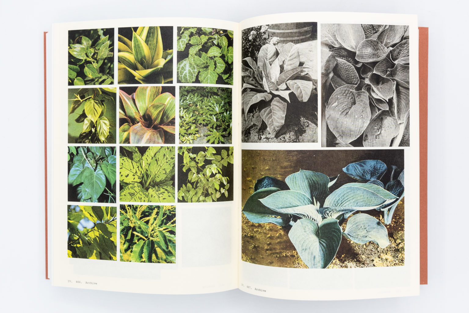 Book Of Plants – Anne Geene – Peinture Fraiche