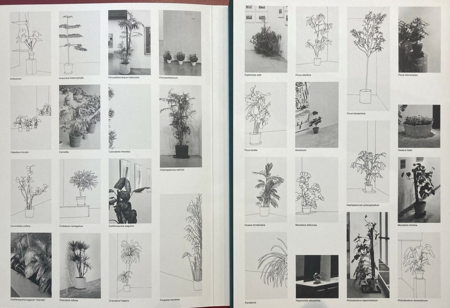 The MoMa Plant Collection – Peinture Fraiche